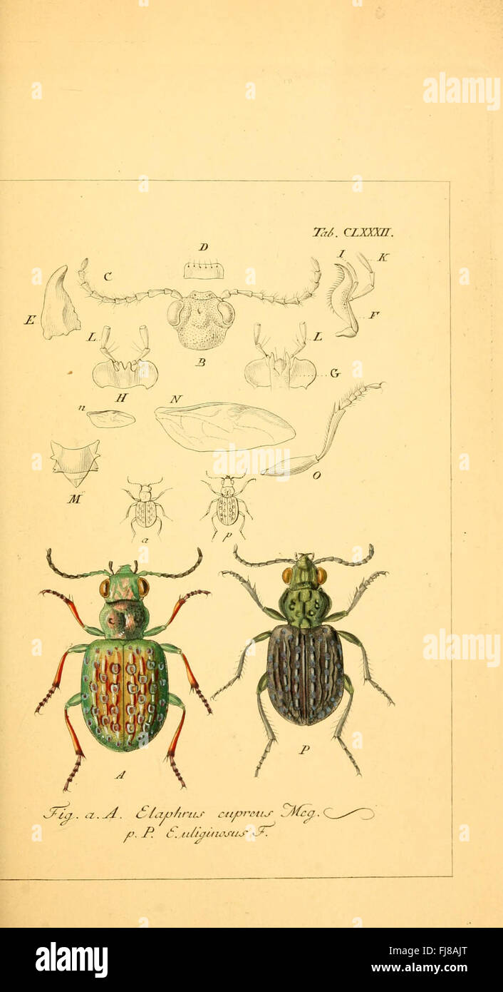 Deutschlands Insecten (Tab. CLXXXII Stock Photo - Alamy