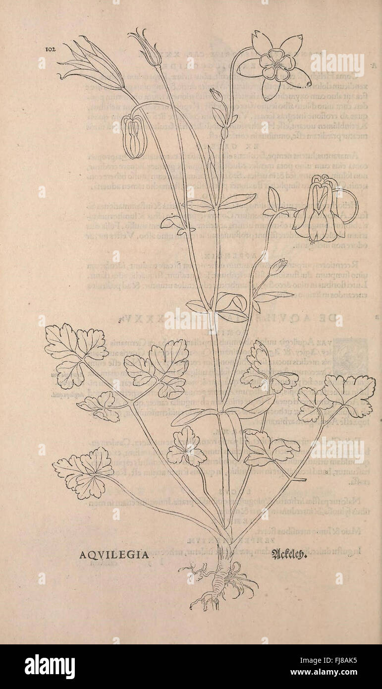 An early botanical work on plant history, medicinal uses, and ...