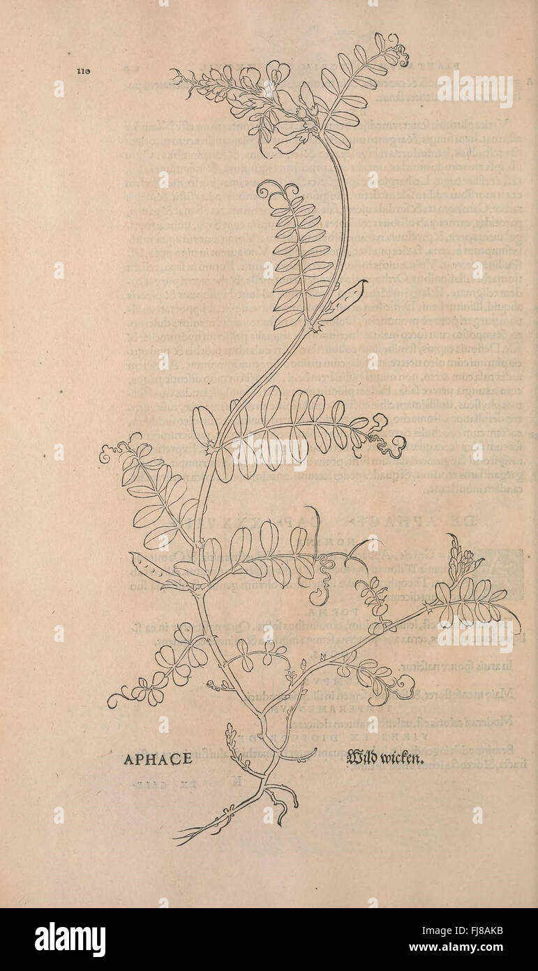 *De historia stirpium commentarii insignes* is a 16th-century herbal ...