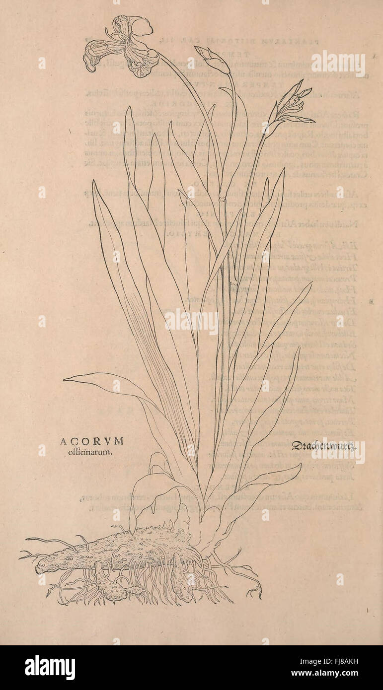 A significant early botanical work documenting plants and herbs ...