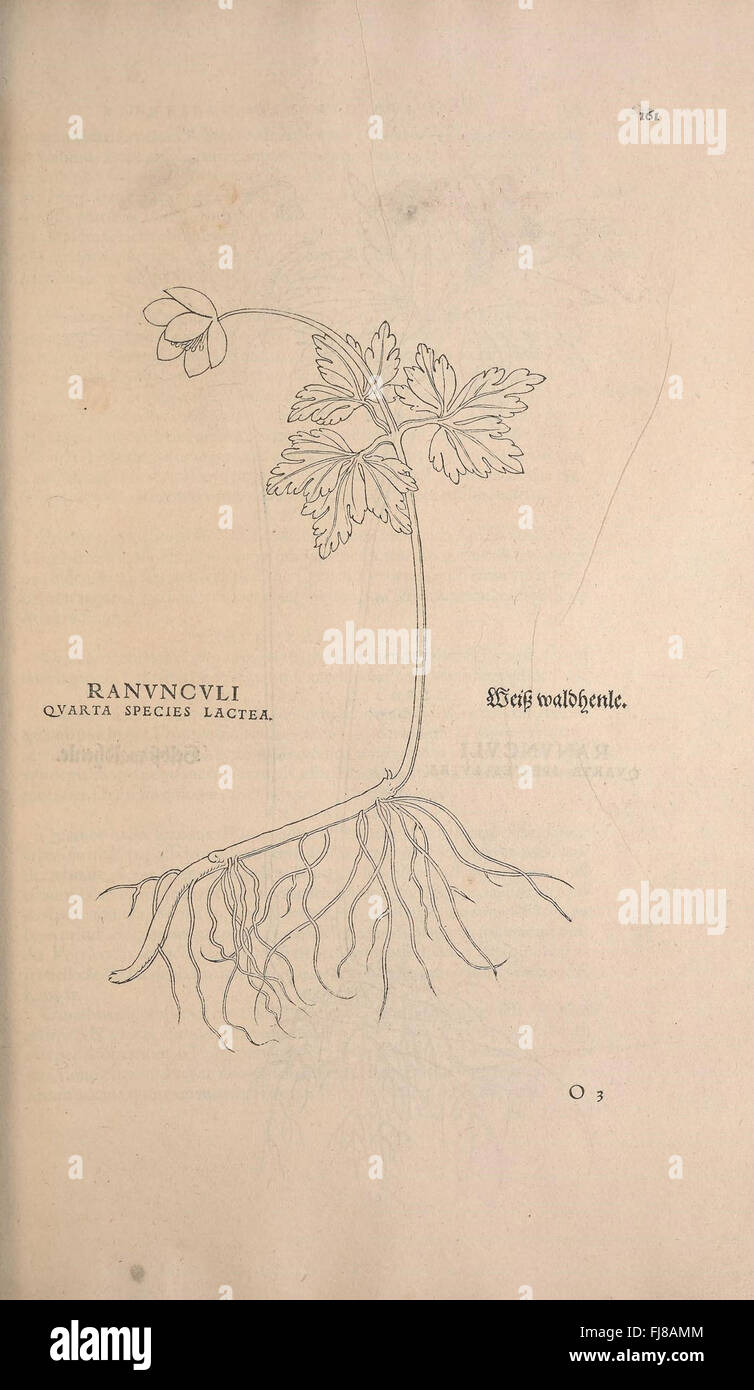 De historia stirpium commentarii insignes (Page 161), Botany Botany ...