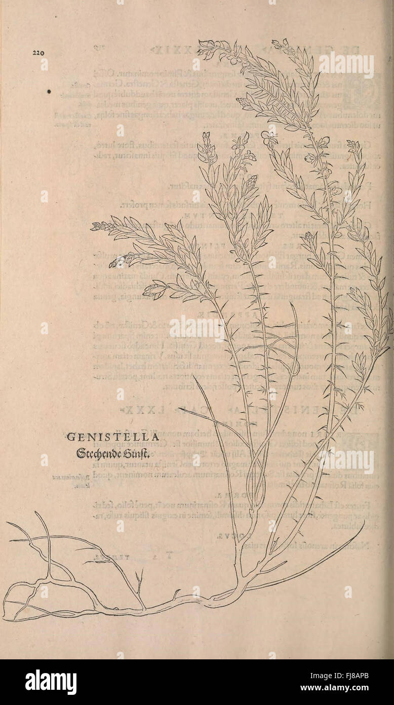 De historia stirpium commentarii insignes (Page 220), Botany, Botany ...