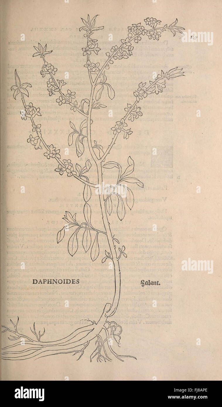 An influential botanical work discussing the history of plants, with a ...