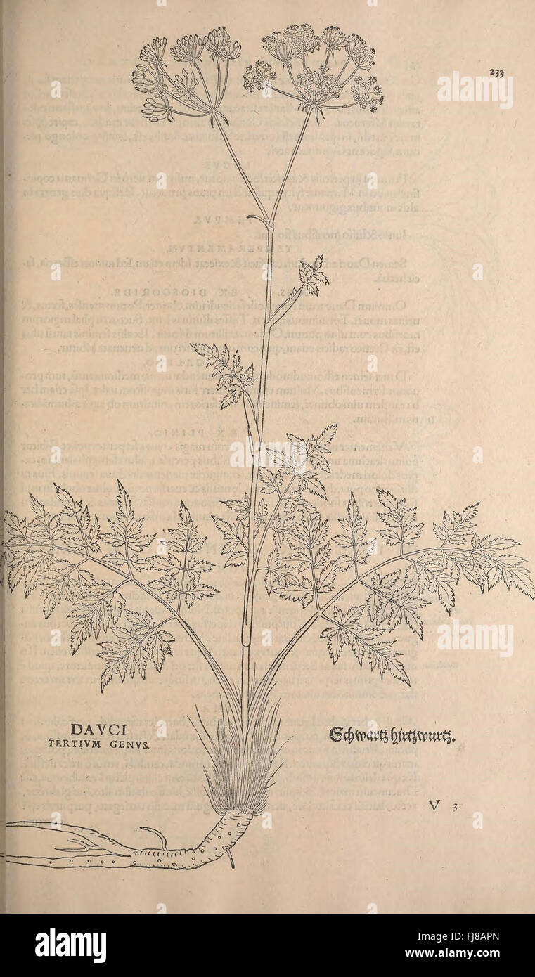 An important early botanical work from the 16th century, detailing the ...