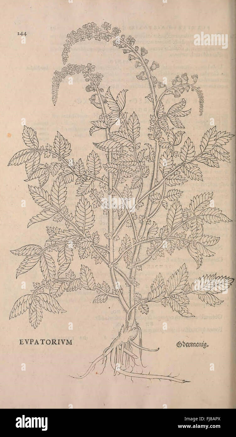 A notable commentary on the history of plants, focusing on medicinal ...