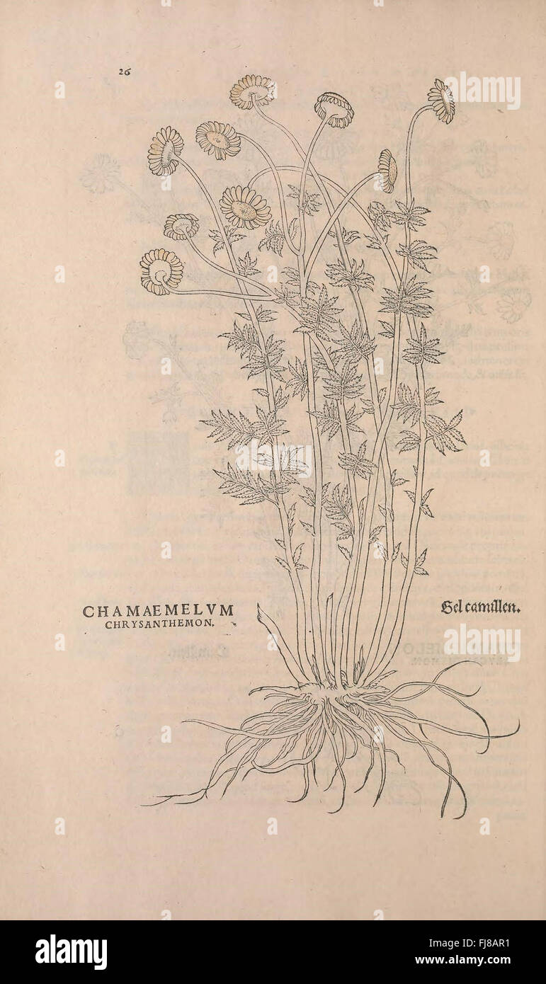 An early botanical work detailing the history and classification of ...