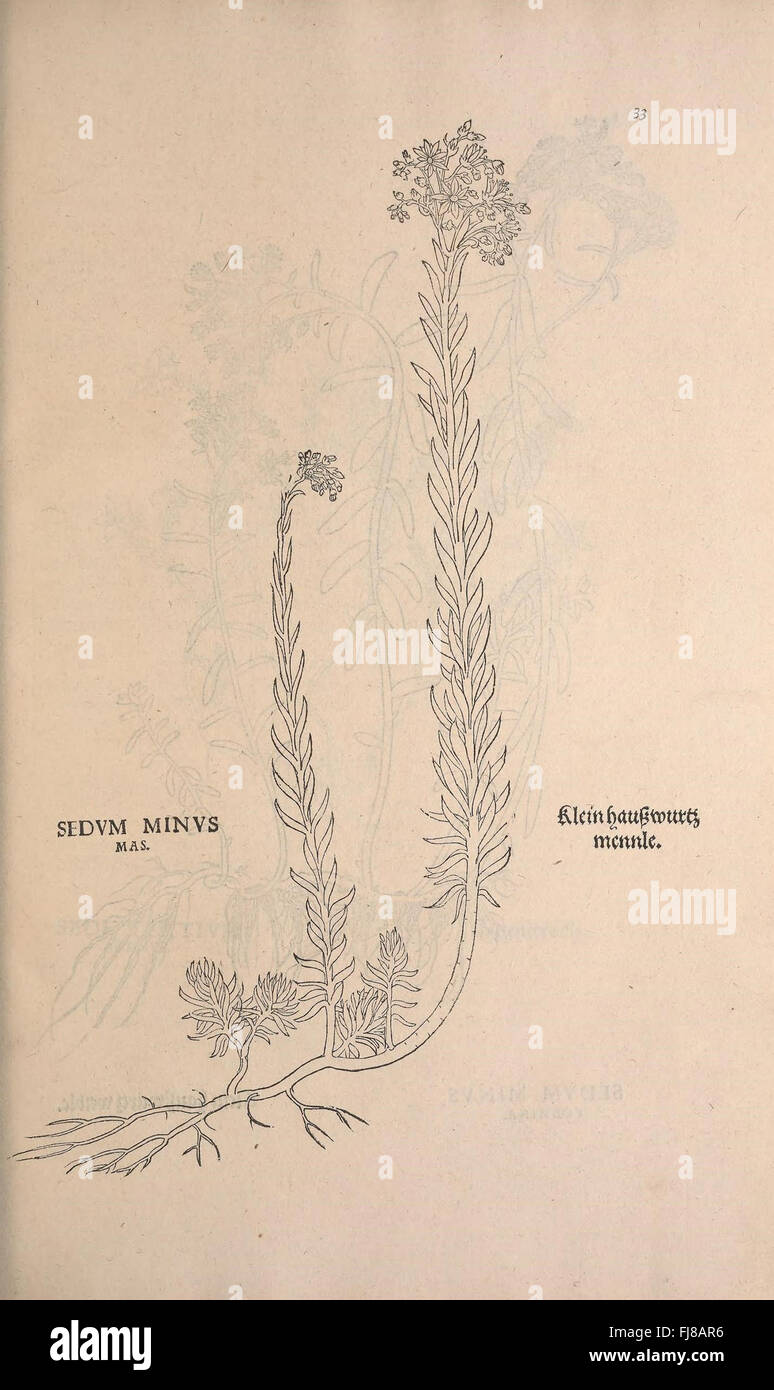 A significant early botanical text detailing the history and ...
