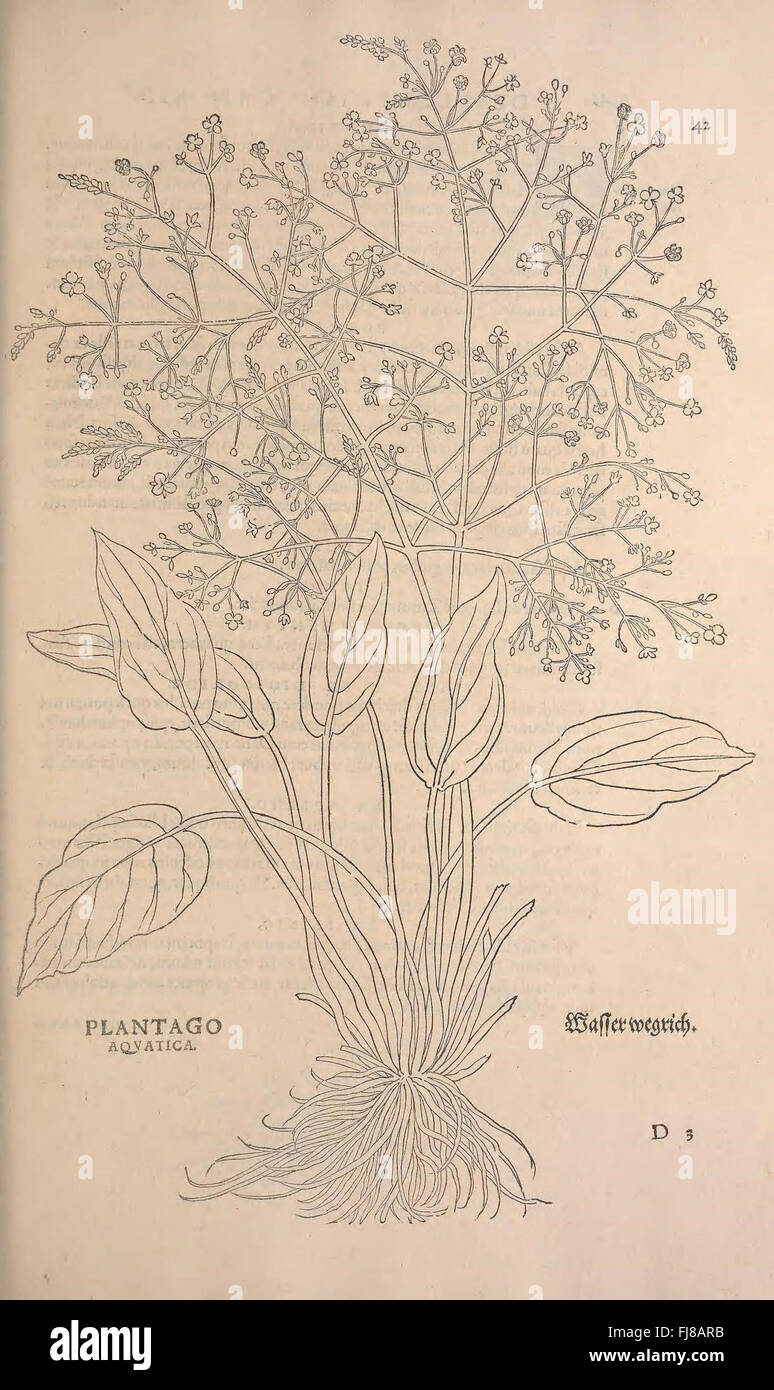 A botanical manuscript from the early 1800s discussing plants used in ...