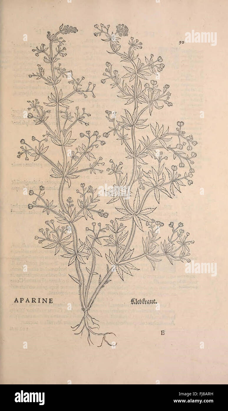 An important early botanical work focusing on the history and ...