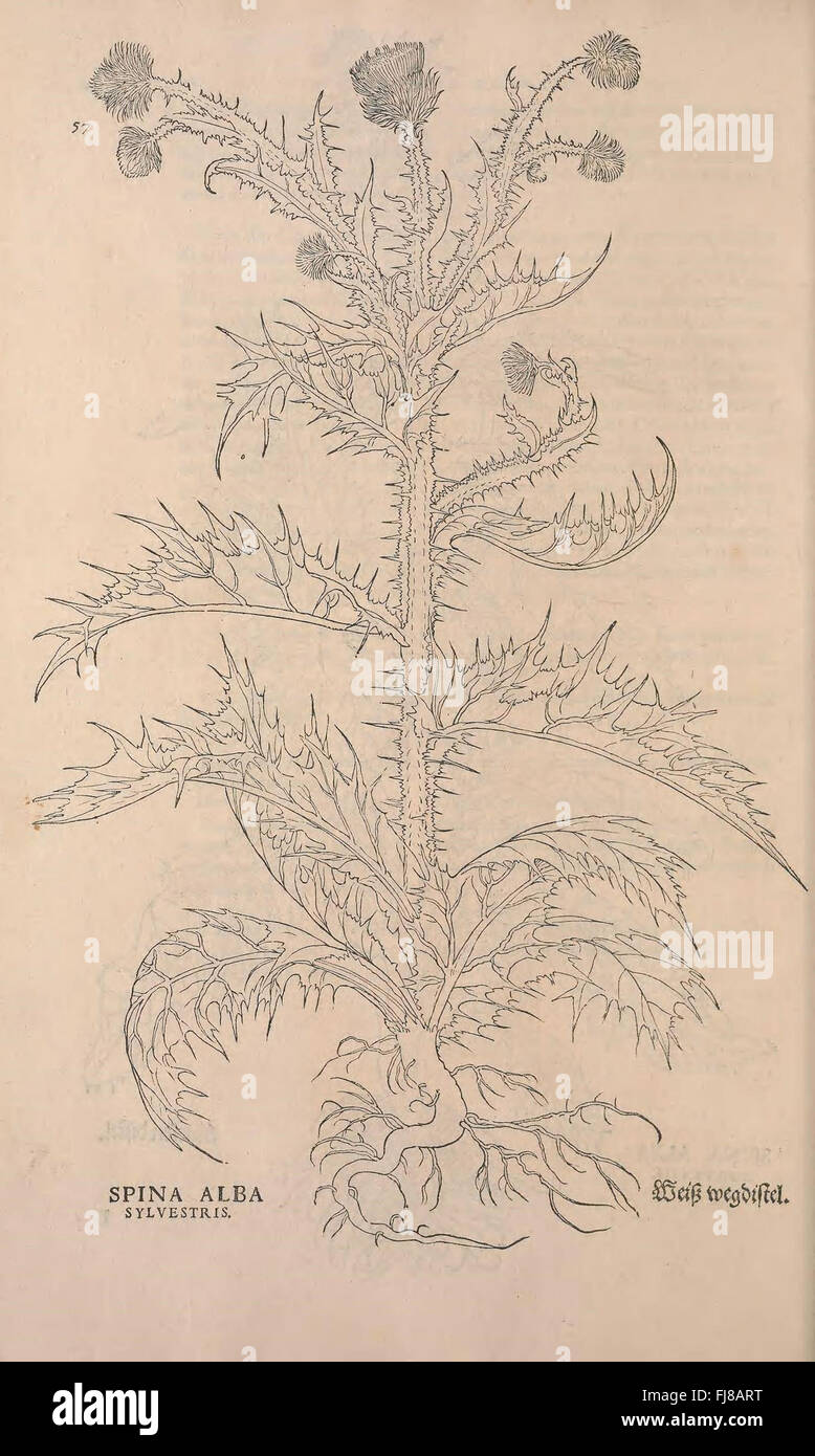 Commentaries on the History of Plants Stock Photo - Alamy