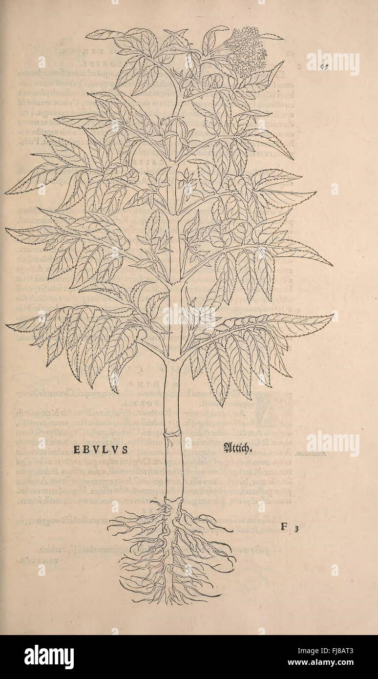 Botany pictorial works plants pre linnean works hi-res stock ...