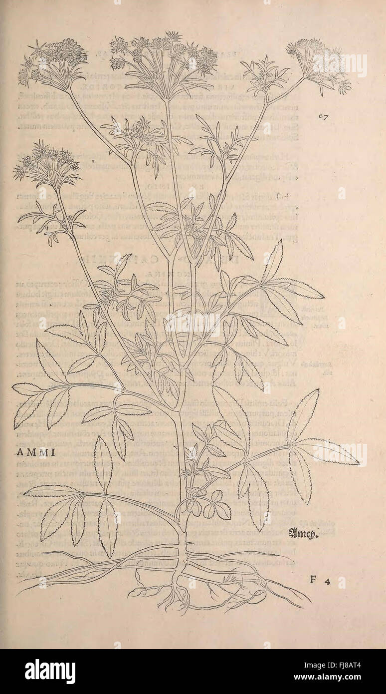 This commentary on plant history covers early botanical works and ...