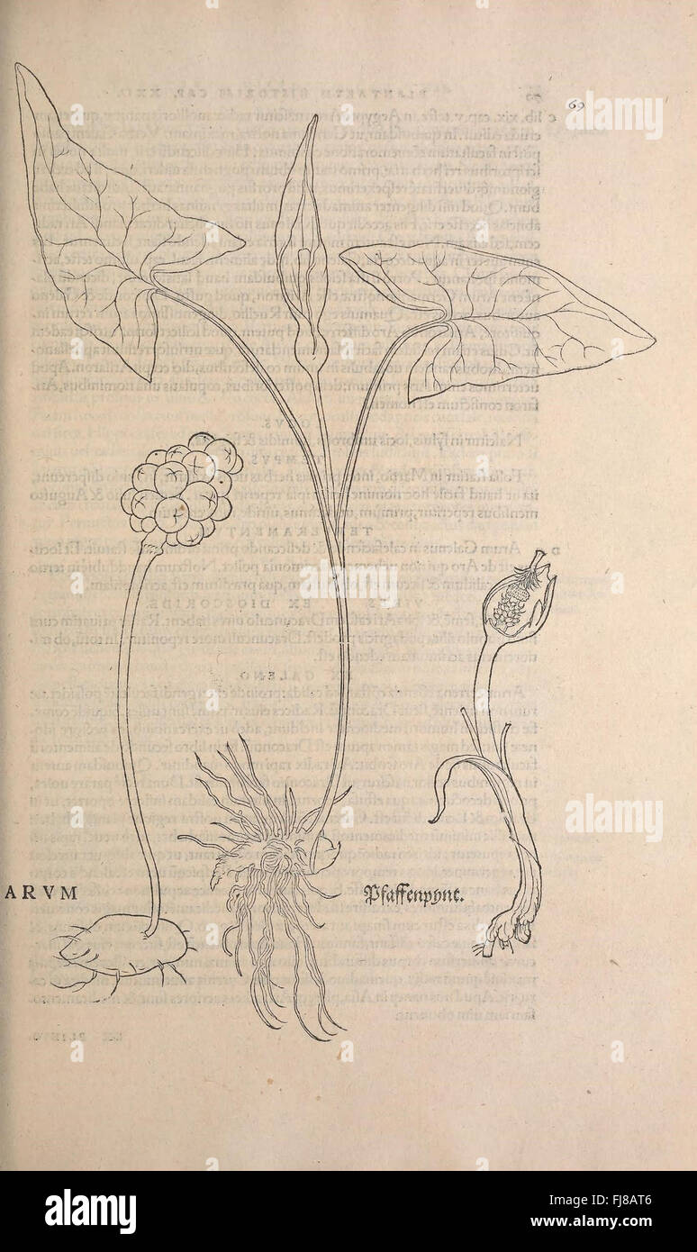 A botanical work discussing the significant history of plants, offering ...