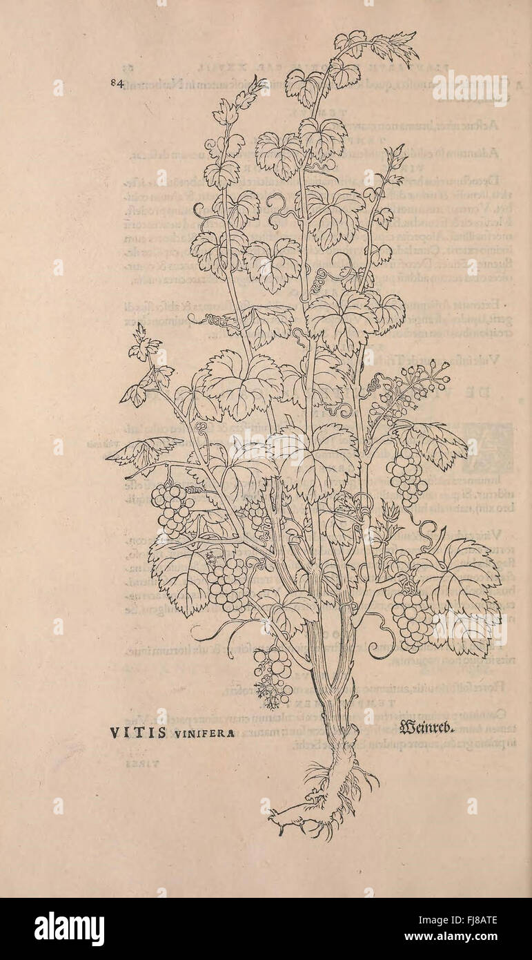 A significant botanical work on the history of plants, particularly ...