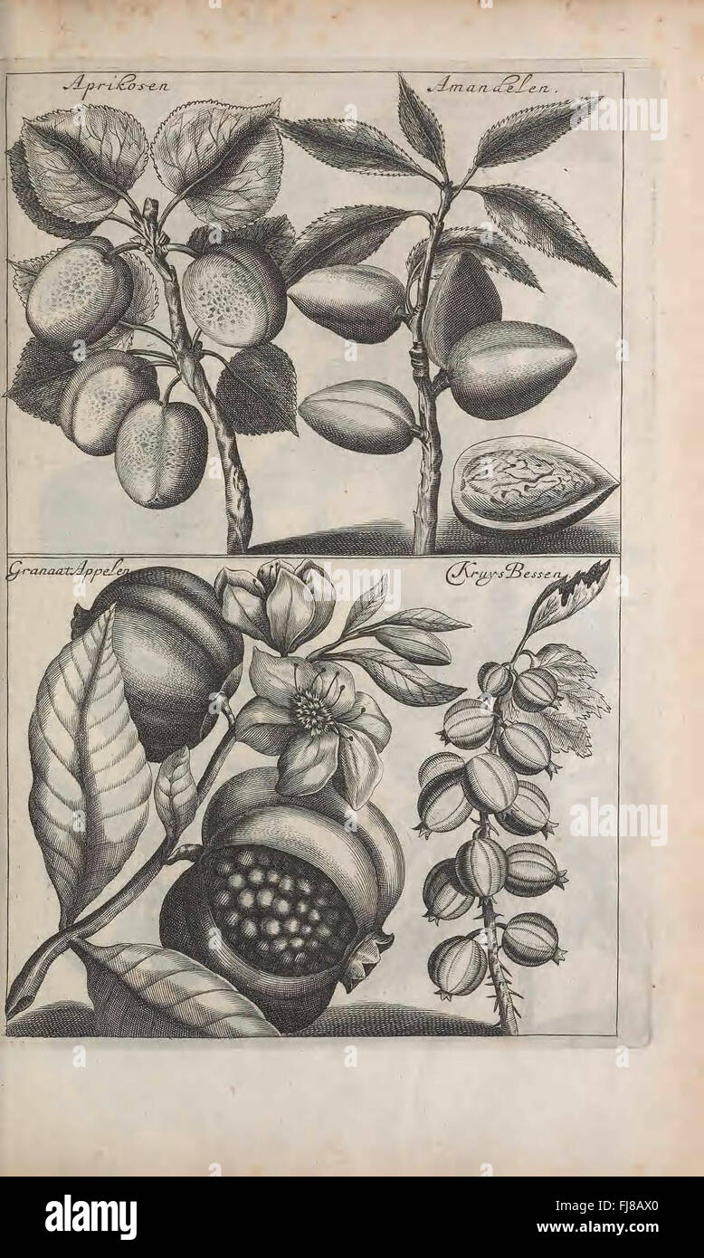A Dutch horticultural work that outlines methods for growing and ...