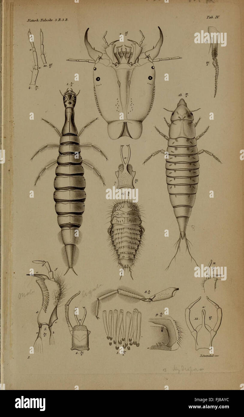 Illustration from a work on the metamorphosis of beetles, offering ...