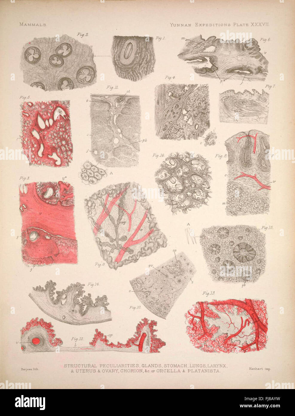 Platanista genus hi-res stock photography and images - Alamy