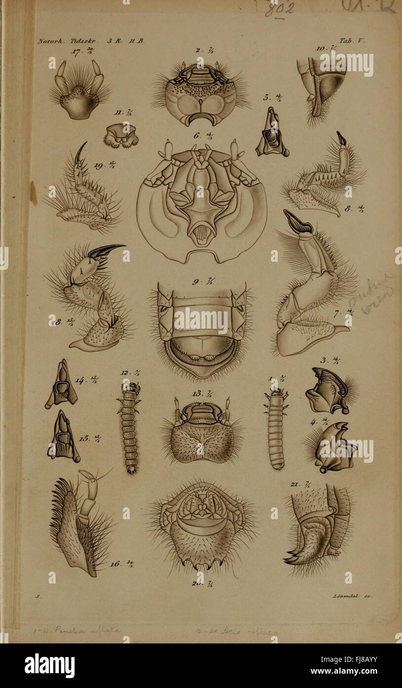 An observation-based study on the metamorphosis of certain beetles ...