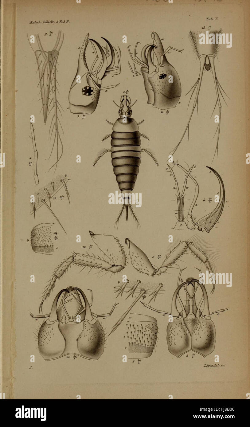Observations on the metamorphosis of beetles, illustrated plate from ...