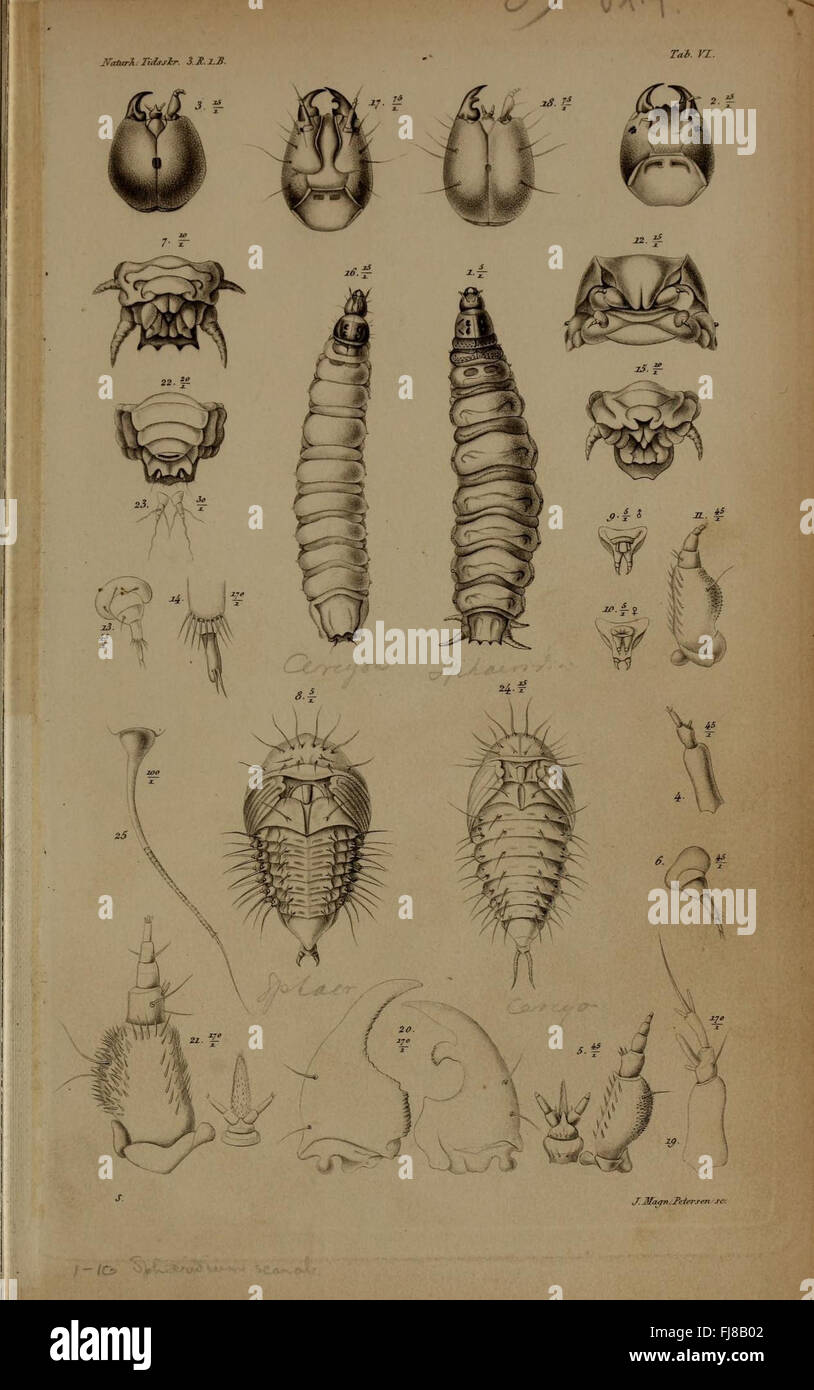 De Metamorphosi Eleutheratorum Observationes, a detailed study of the ...