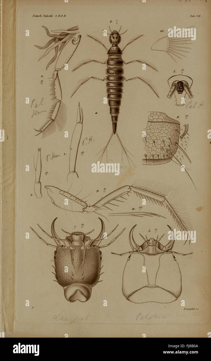 An illustrated work on the metamorphosis of the Eleutheratorum genus ...