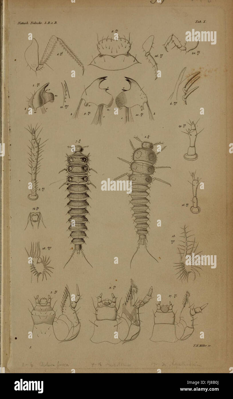 A scientific study on the metamorphosis of Eleutheratorum species, with ...