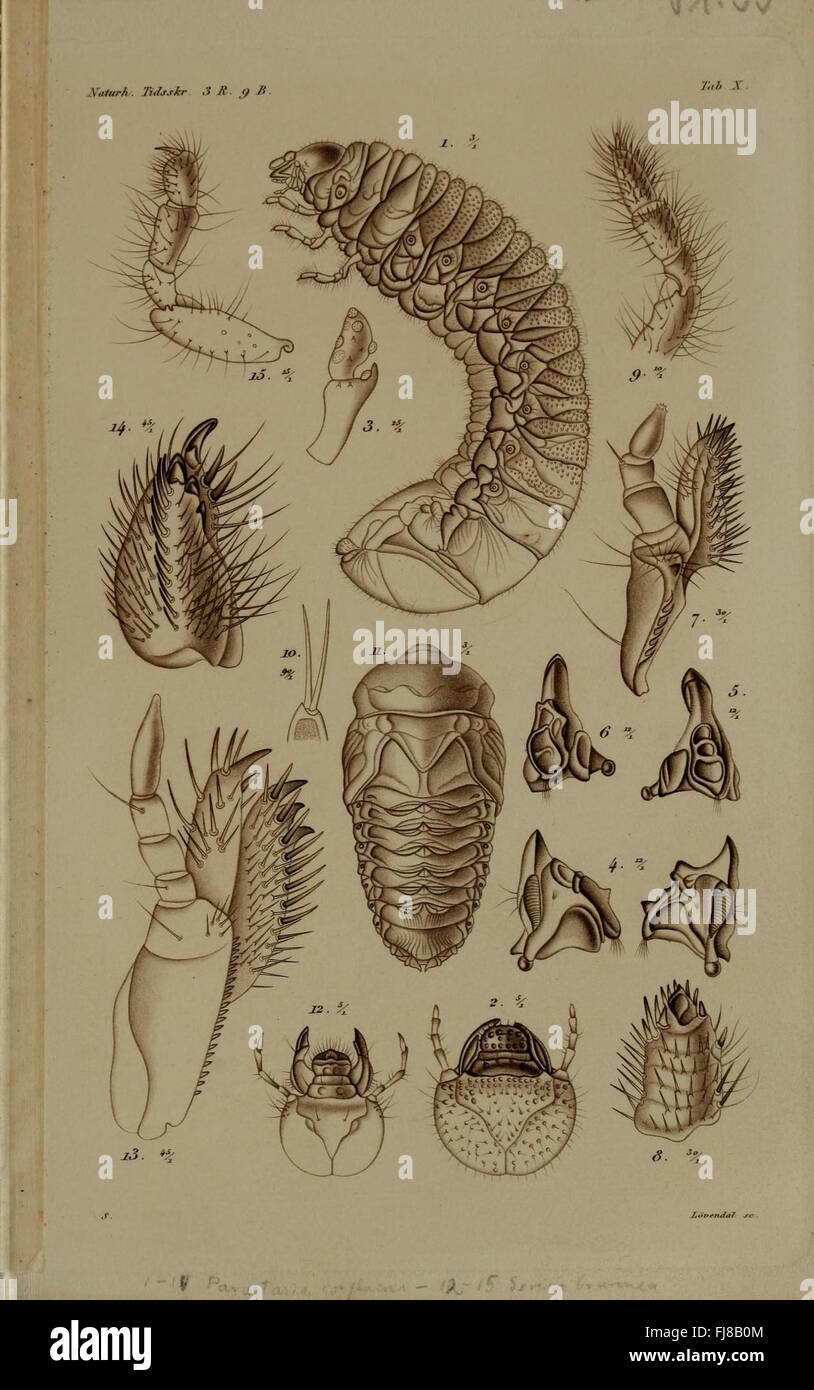 An illustration from a study on the metamorphosis of beetles, focusing ...