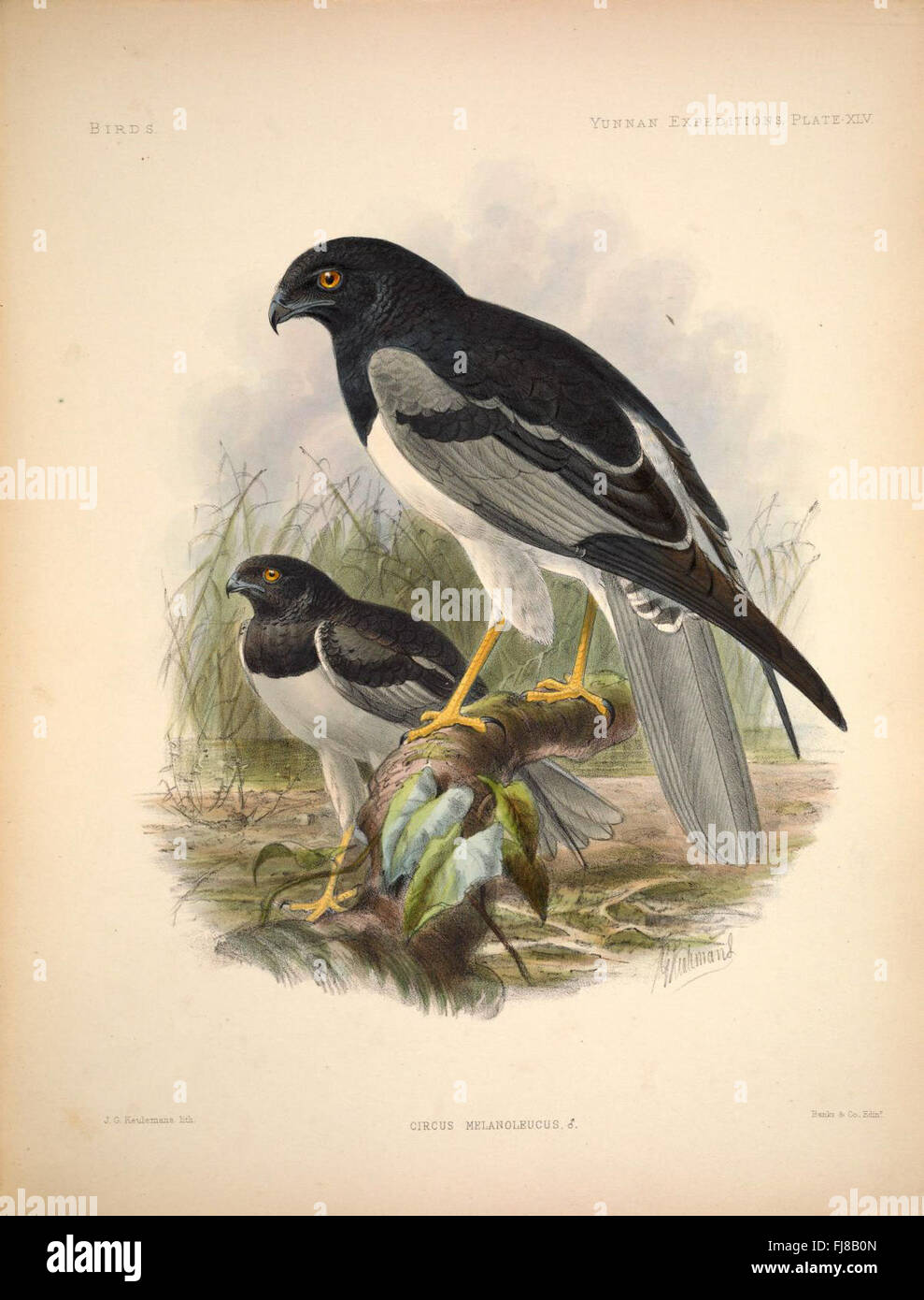 Scientific exploration of cetaceans hi-res stock photography and images ...