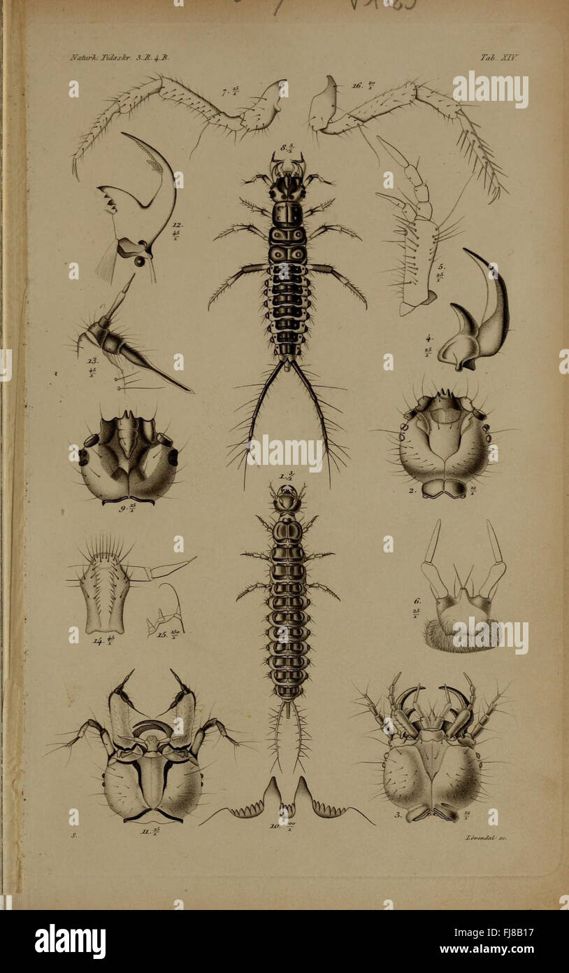 A study on the metamorphosis of beetles, with illustrations documenting ...