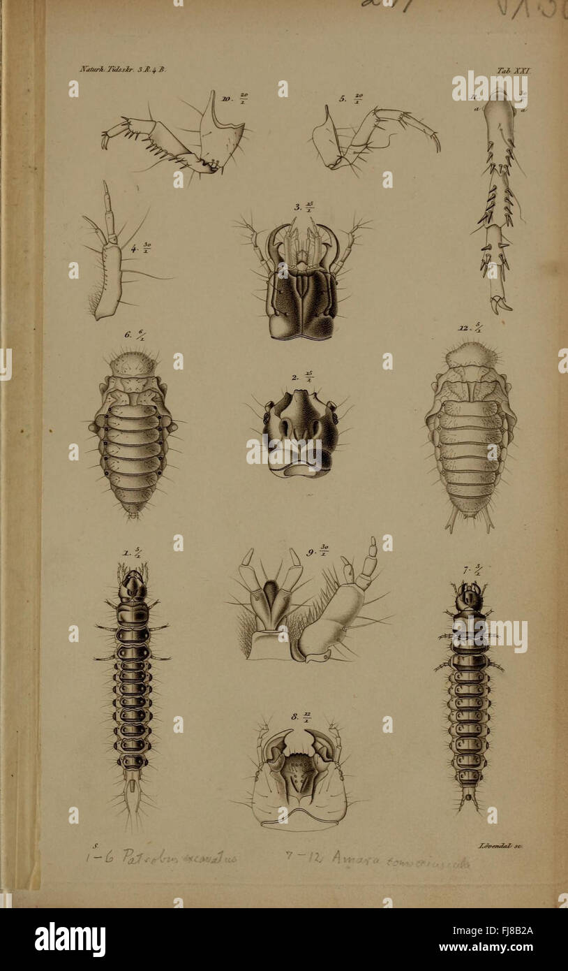 A study on the metamorphosis of beetles, with detailed observations and ...
