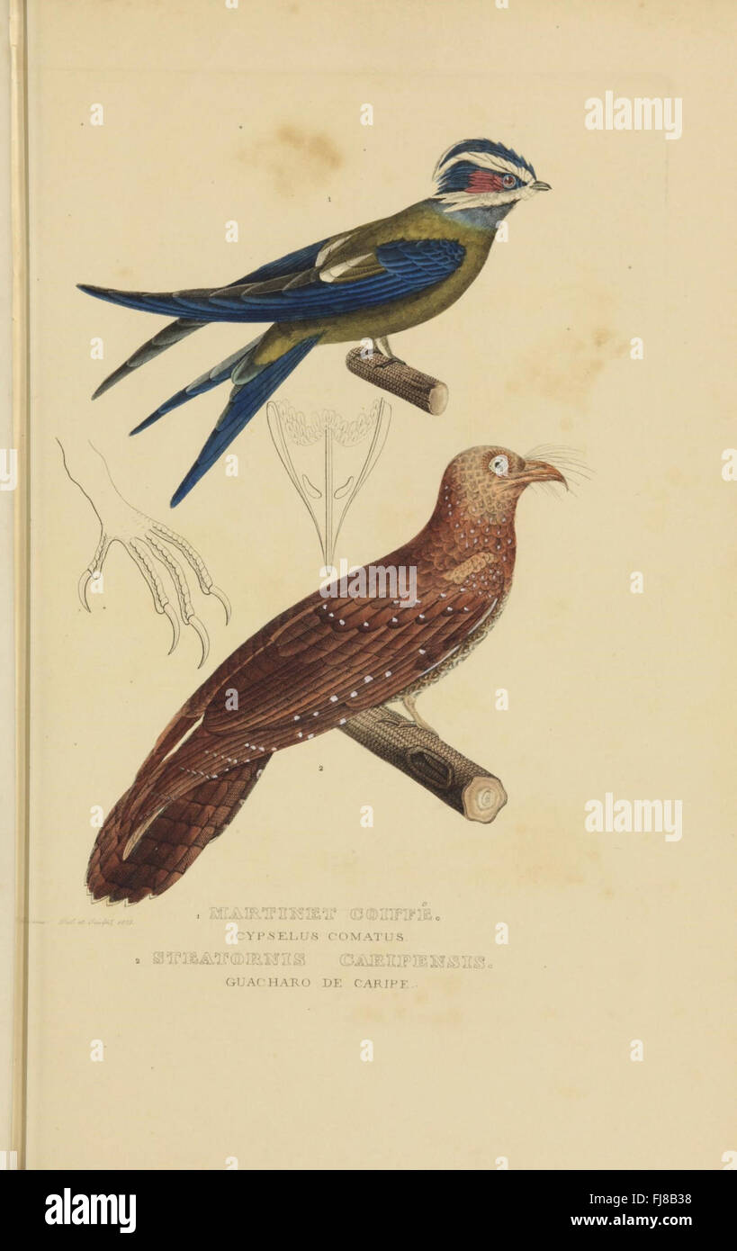 Dictionnaire Classique des Sciences Naturelles - A comprehensive ...