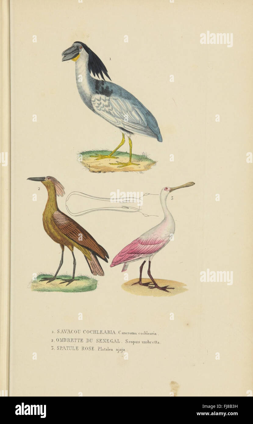 A classical dictionary of natural sciences, offering definitions and ...