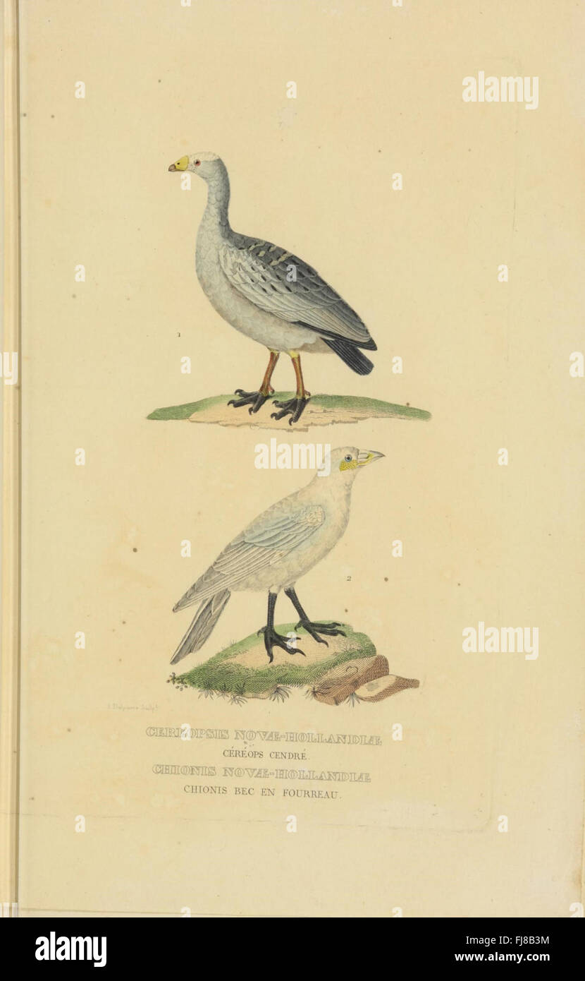 French language natural history hi-res stock photography and images - Alamy