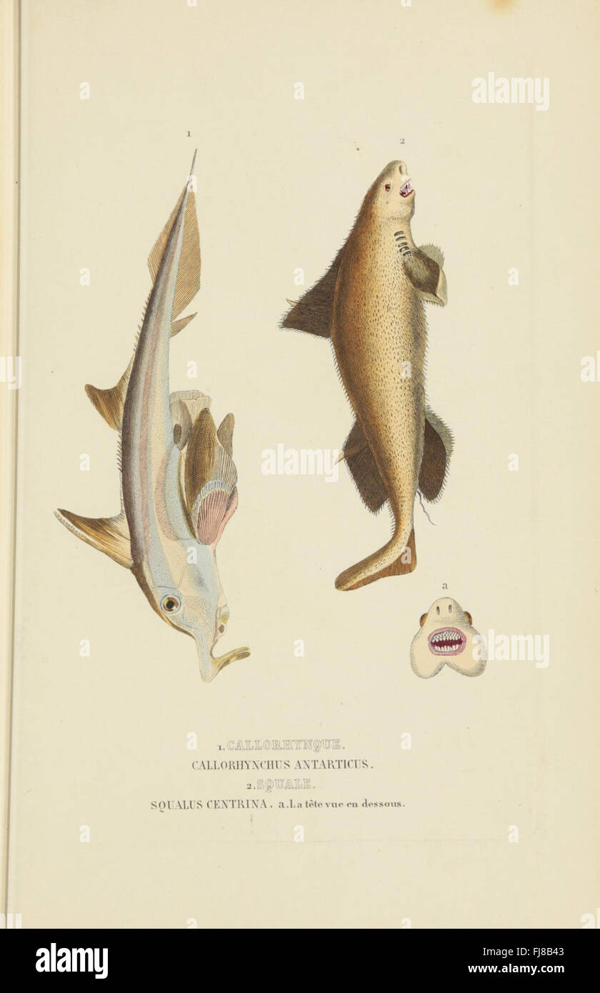 A classical dictionary of natural sciences, providing definitions and ...