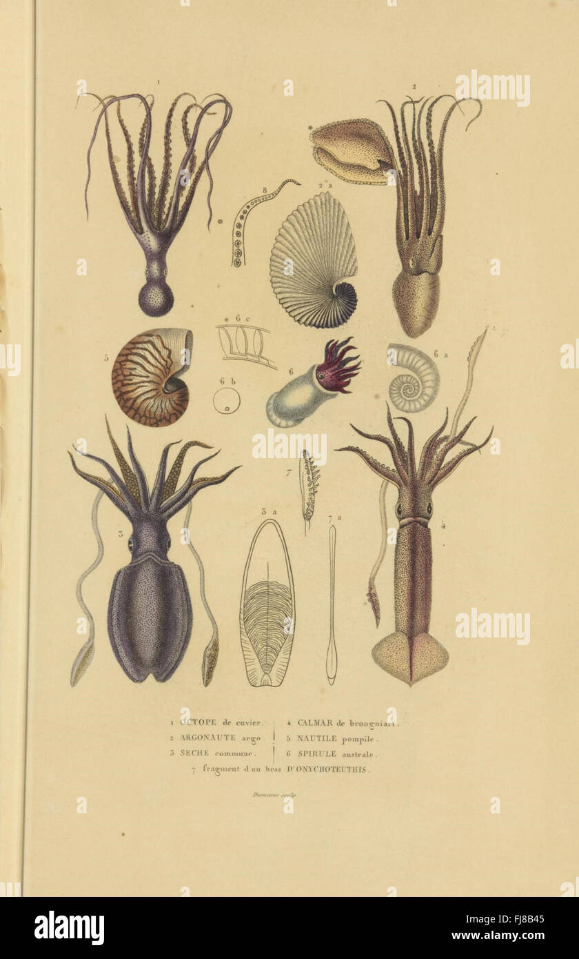 A classical dictionary of natural sciences, covering various fields ...