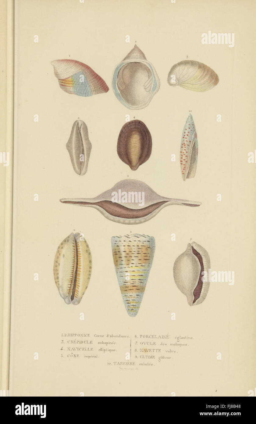 A comprehensive dictionary of natural sciences, providing definitions ...
