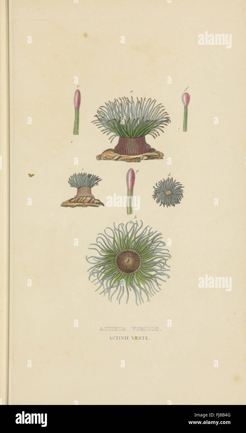 A comprehensive classical dictionary of natural sciences, offering ...