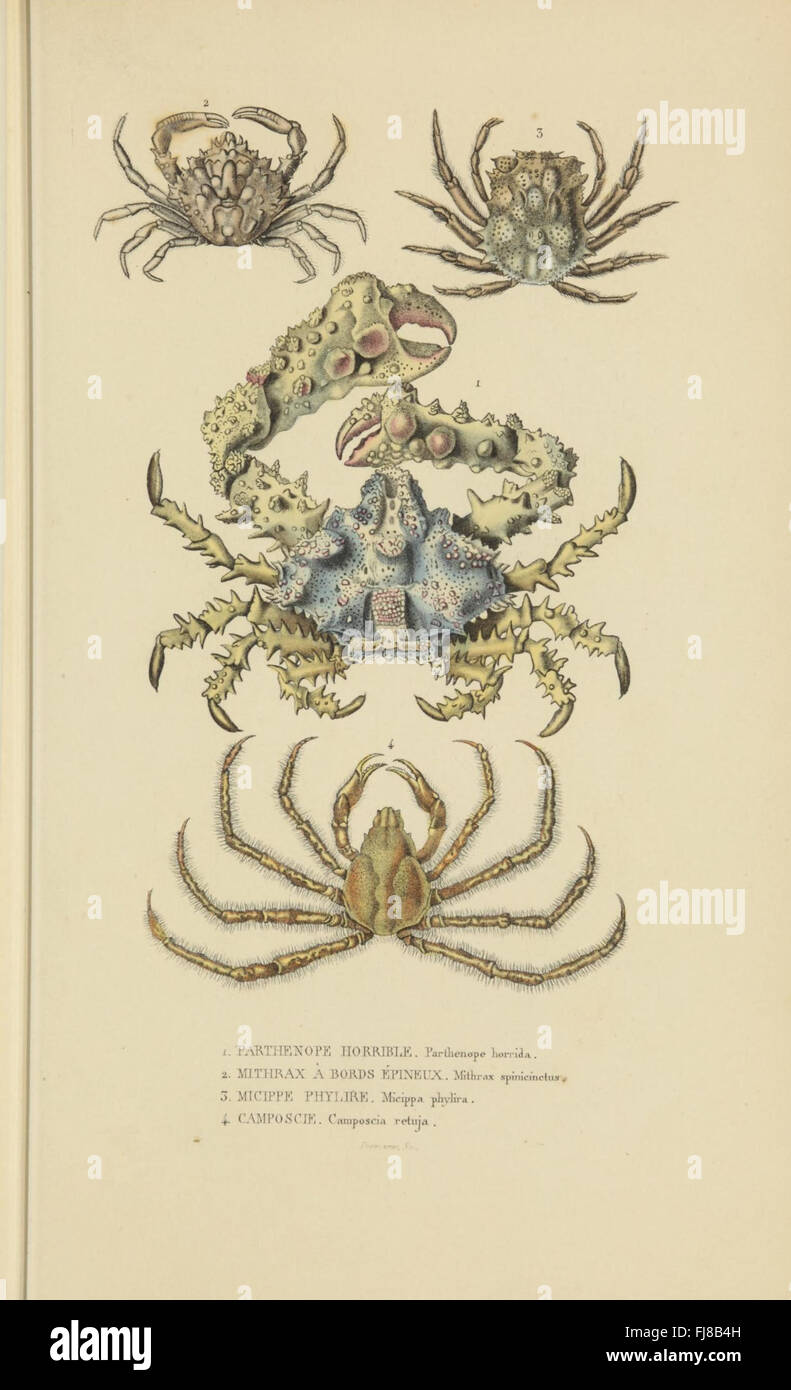 A comprehensive dictionary of natural sciences in French, featuring ...