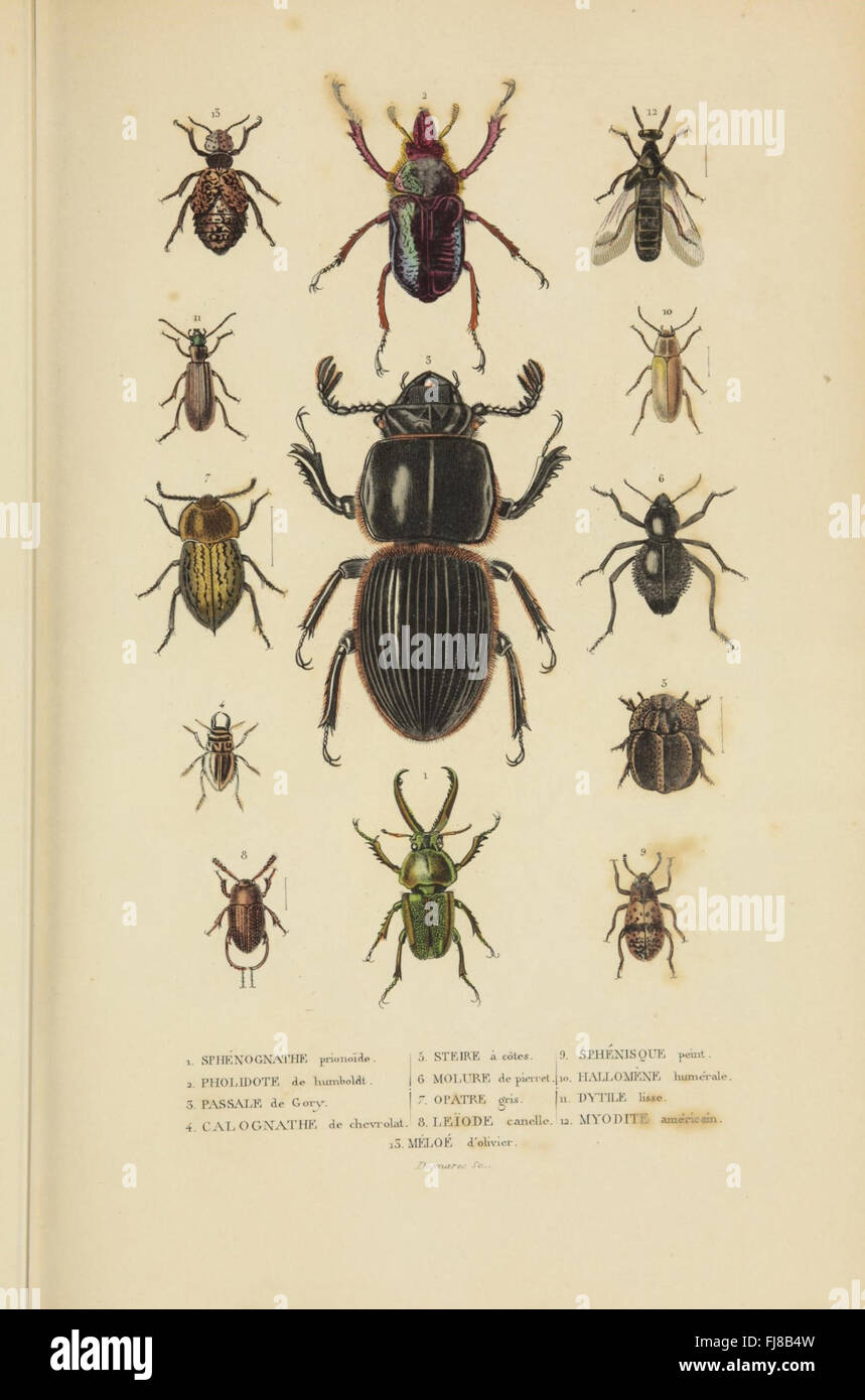 A comprehensive dictionary of natural sciences, detailing various ...
