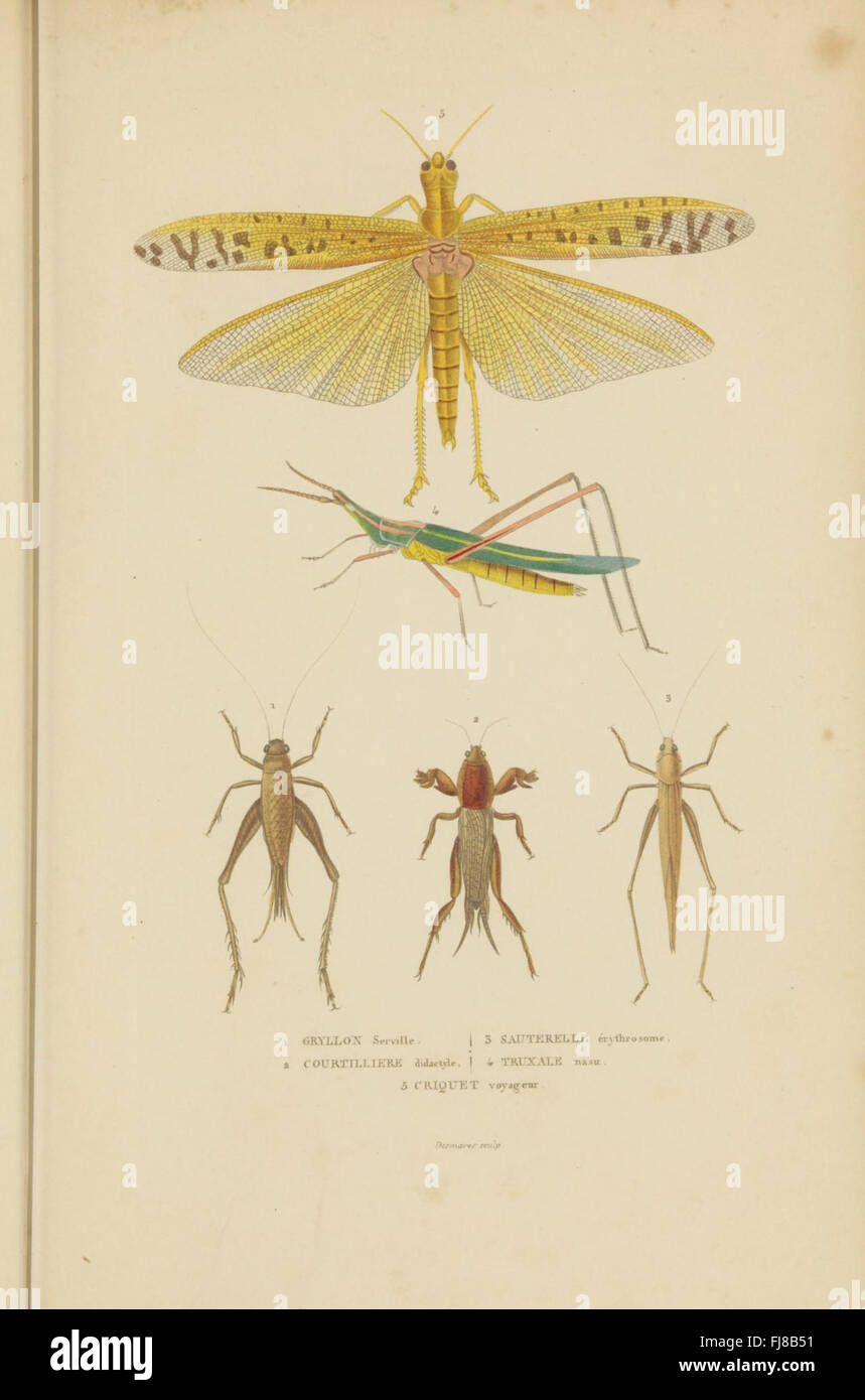 Library terminology history hi-res stock photography and images - Alamy