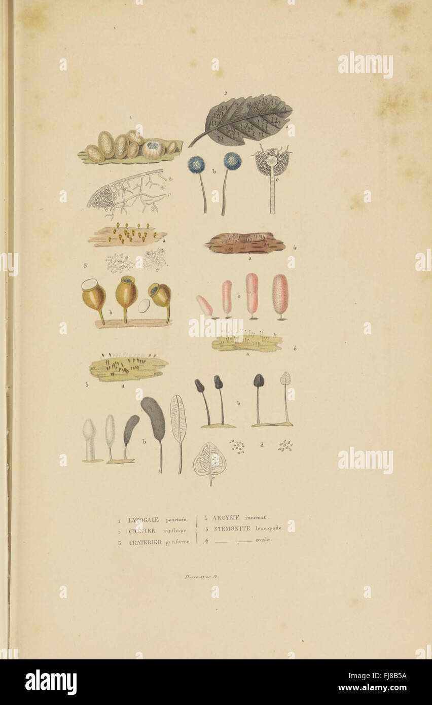 Botany definitions hi-res stock photography and images - Alamy