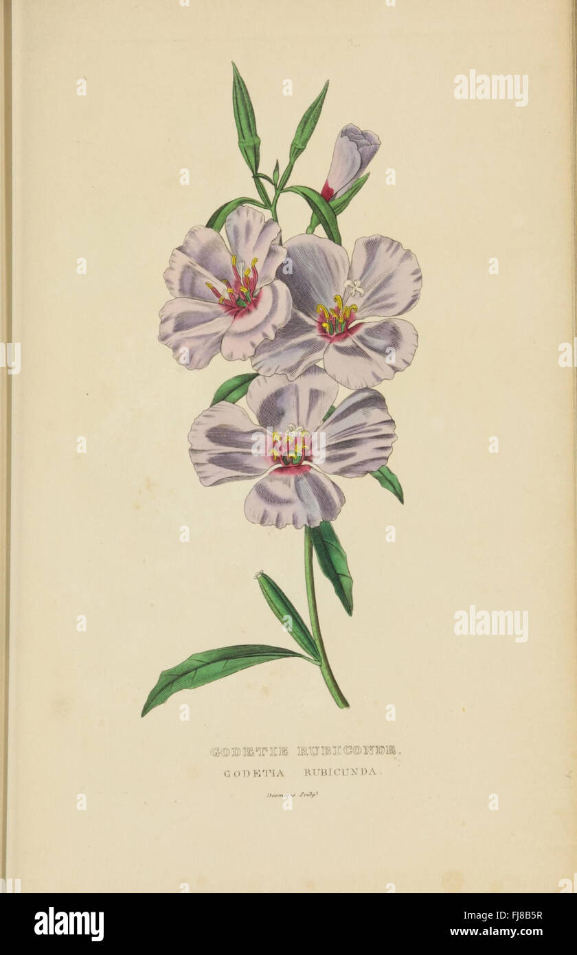 A comprehensive dictionary covering natural sciences, providing ...