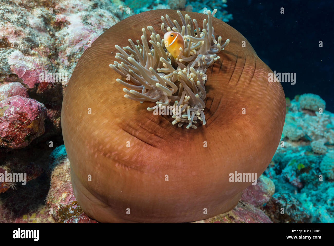 Pink anemonefish (Amphiprion perideraion) temporarily locked out of ...