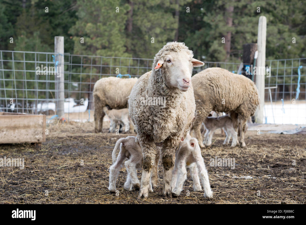 Lambs nursing from it's mother on a farm in Northeast Oregon Stock ...