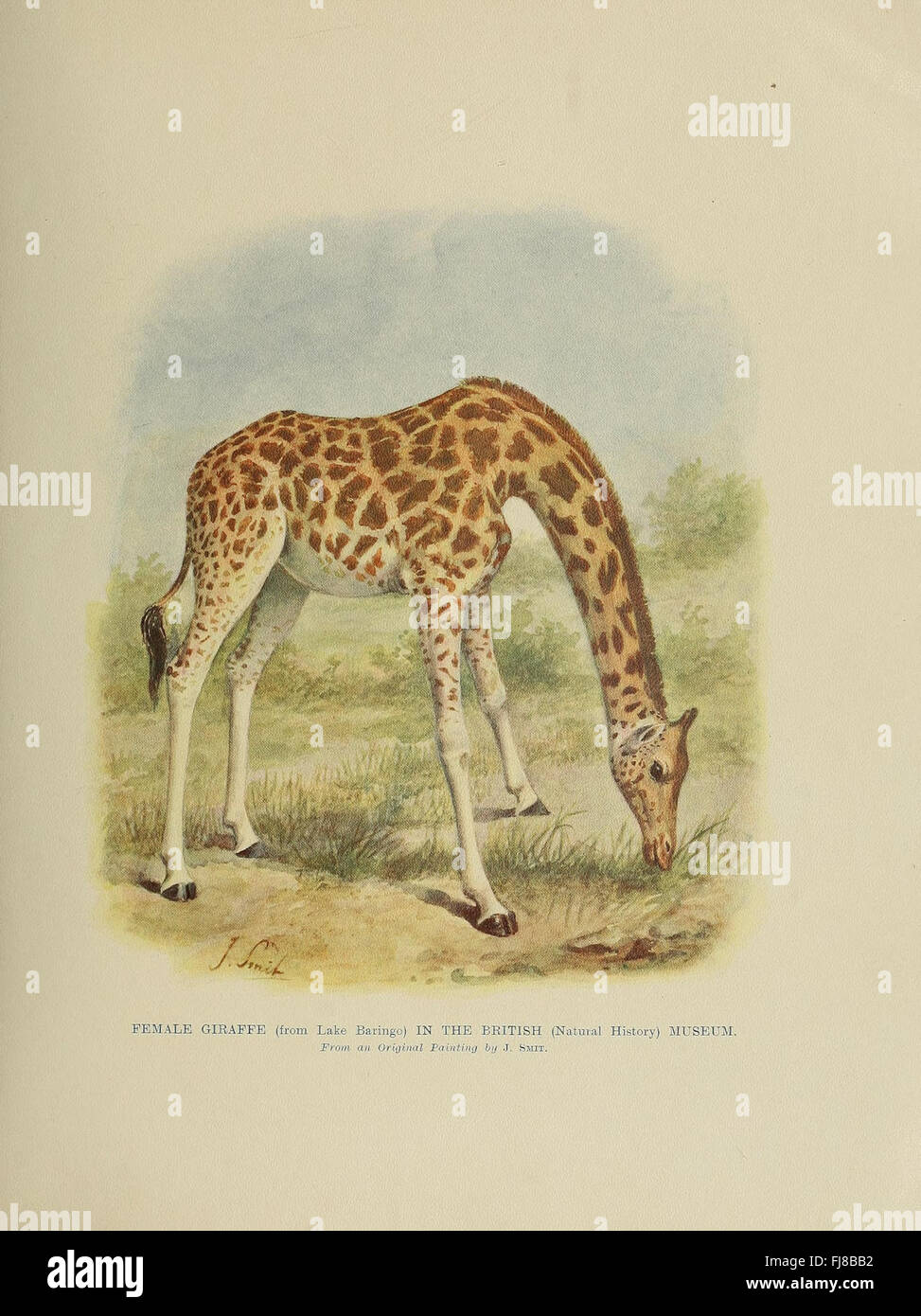 Animal life and the world of nature Harvard University MCZ Ernst Mayr ...