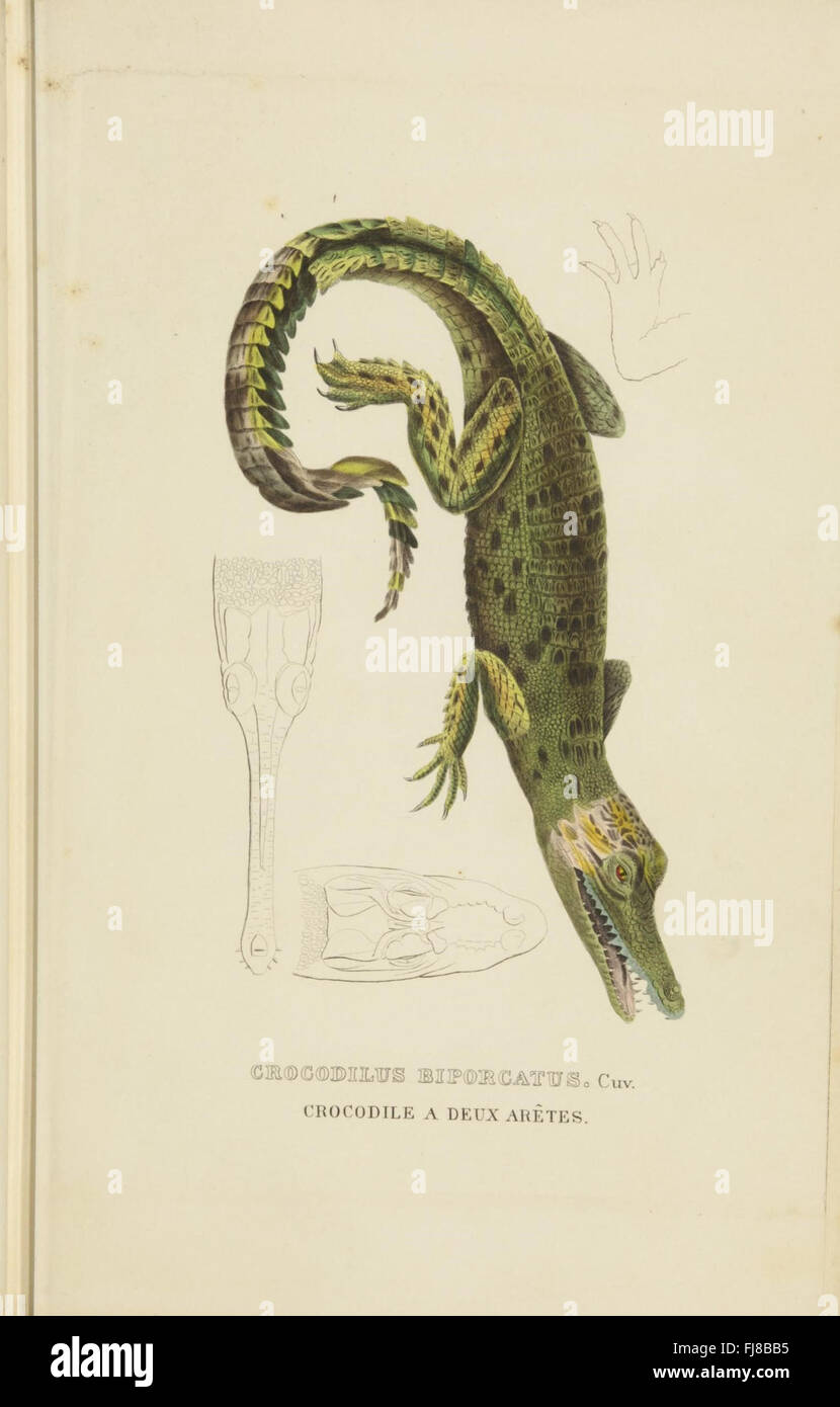 A comprehensive dictionary of natural sciences, encompassing ...