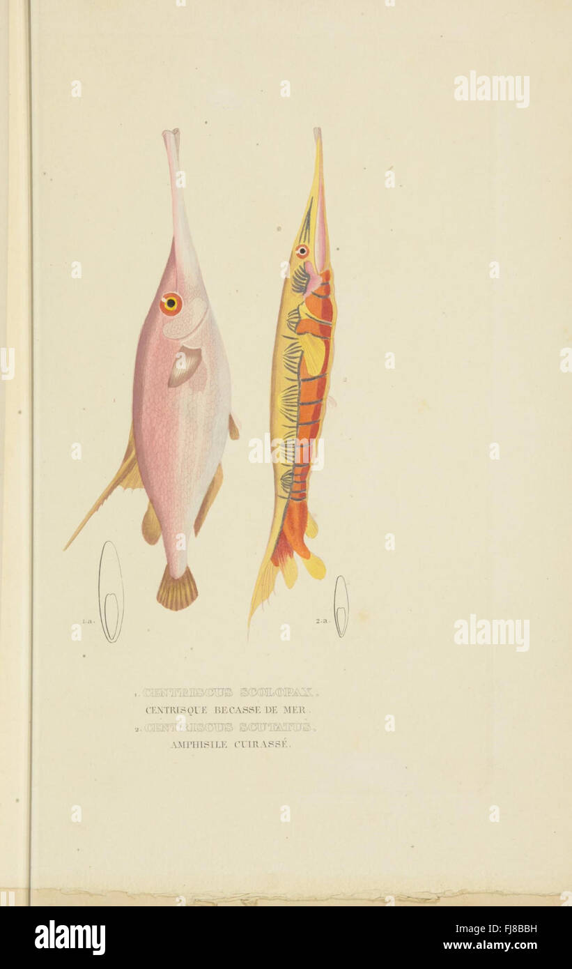 Natural science vocabulary hi-res stock photography and images - Alamy