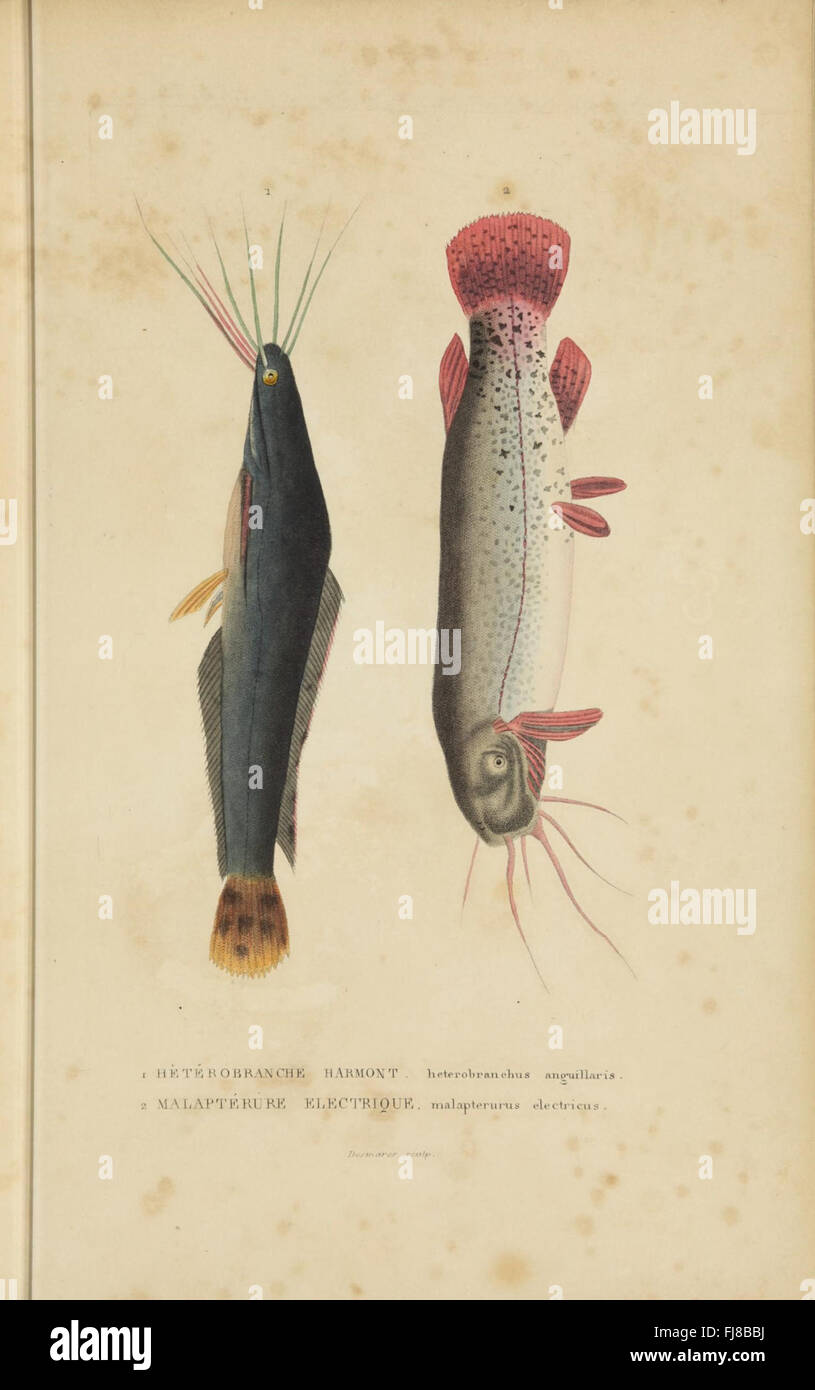 French language dictionary of natural sciences covering biology ...