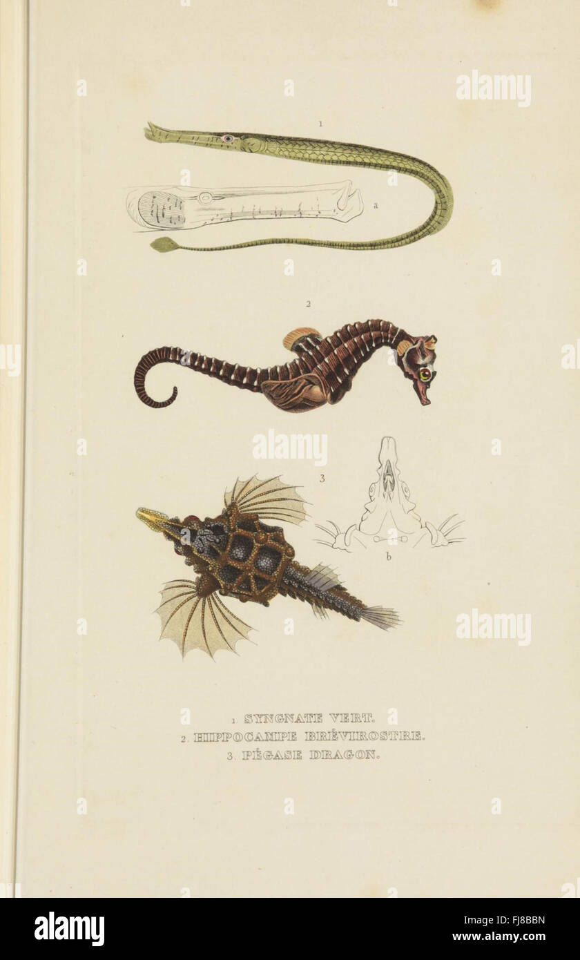 A comprehensive natural sciences dictionary, serving as a reference ...