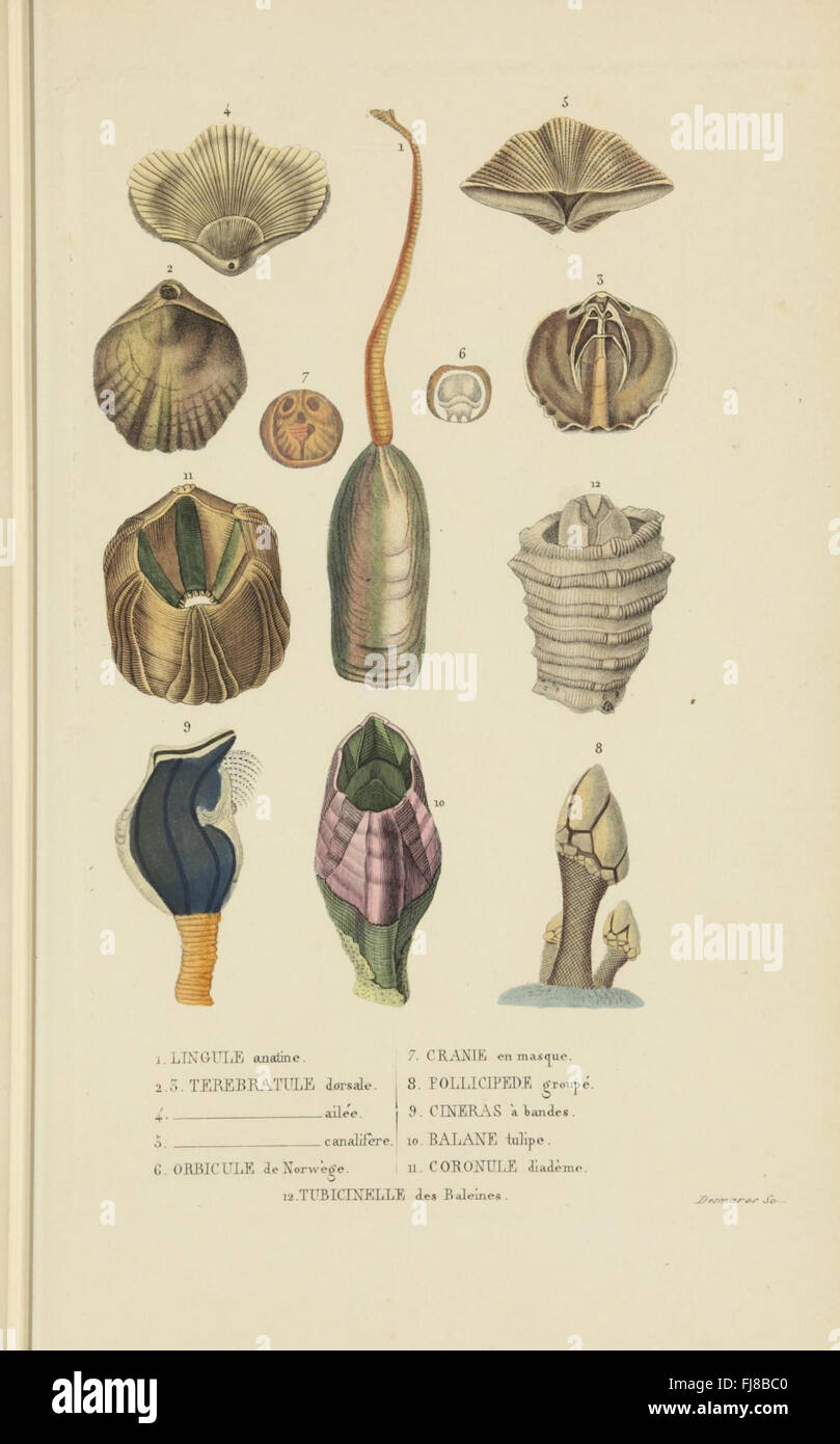 Sciences naturelles hi-res stock photography and images - Alamy